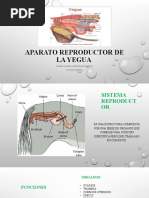 Anatomia y Fisiologia de Aparato Reproductor Del Gallo | PDF | Salud y ...
