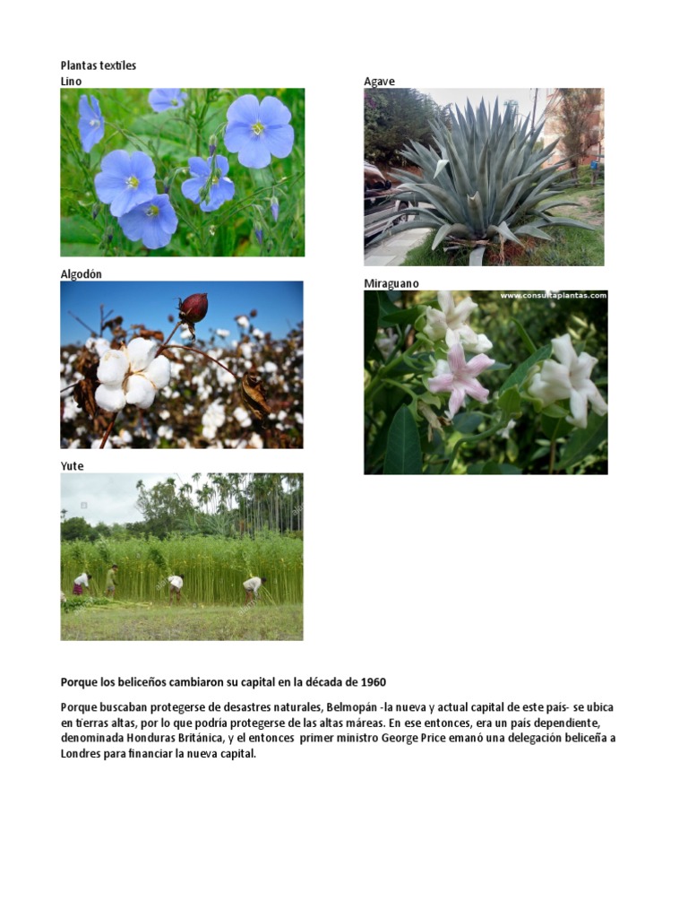 Plantas Textiles | PDF | Nicaragua | Costa Rica