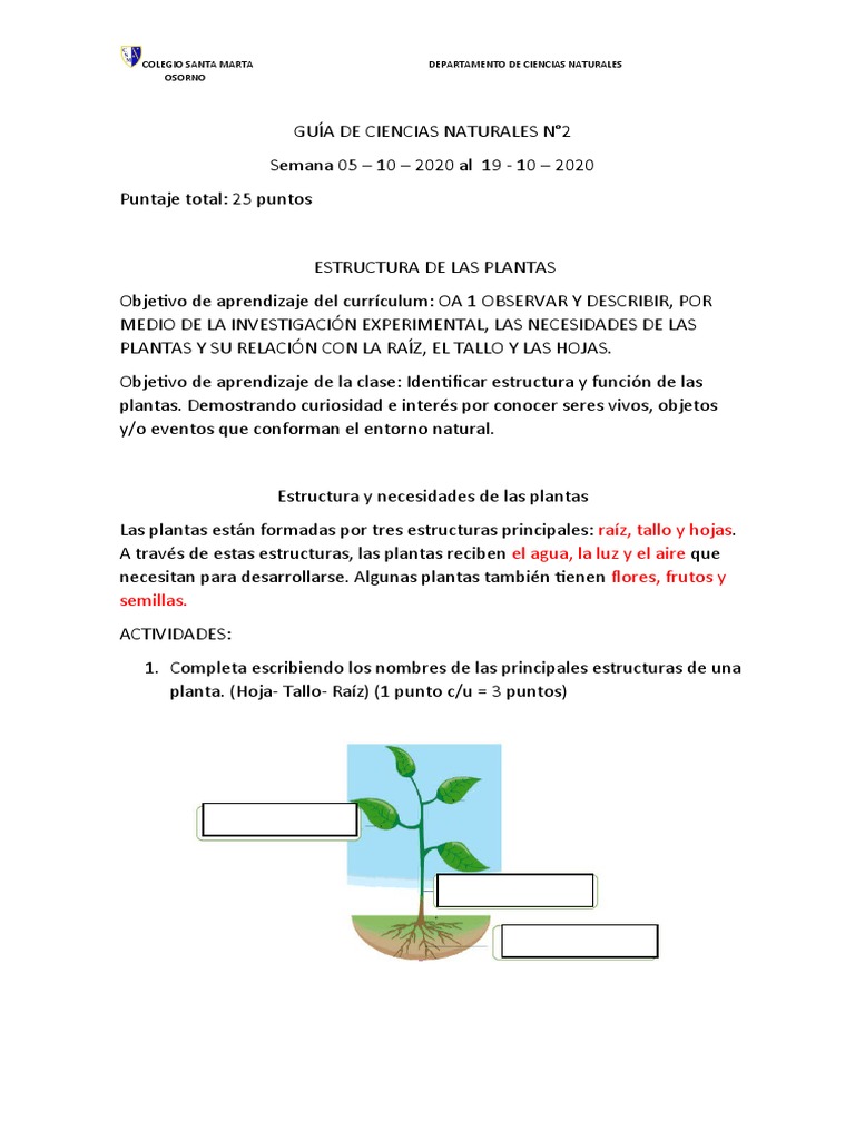 Estructura y Función de las Plantas | PDF | Raíz | Plantas