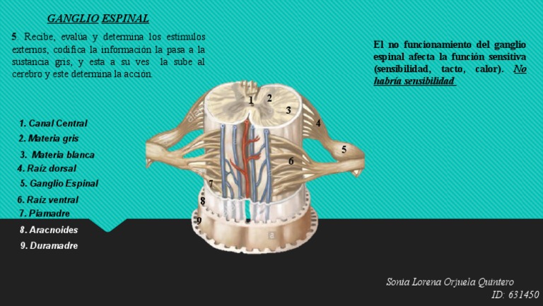 Infografia Ganglio Espinal | PDF