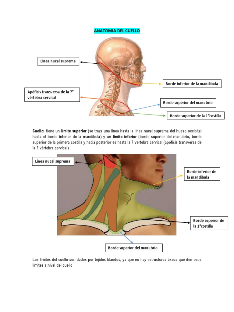 Anatomía Completa del Cuello Humano | PDF | Cabeza y cuello humanos ...