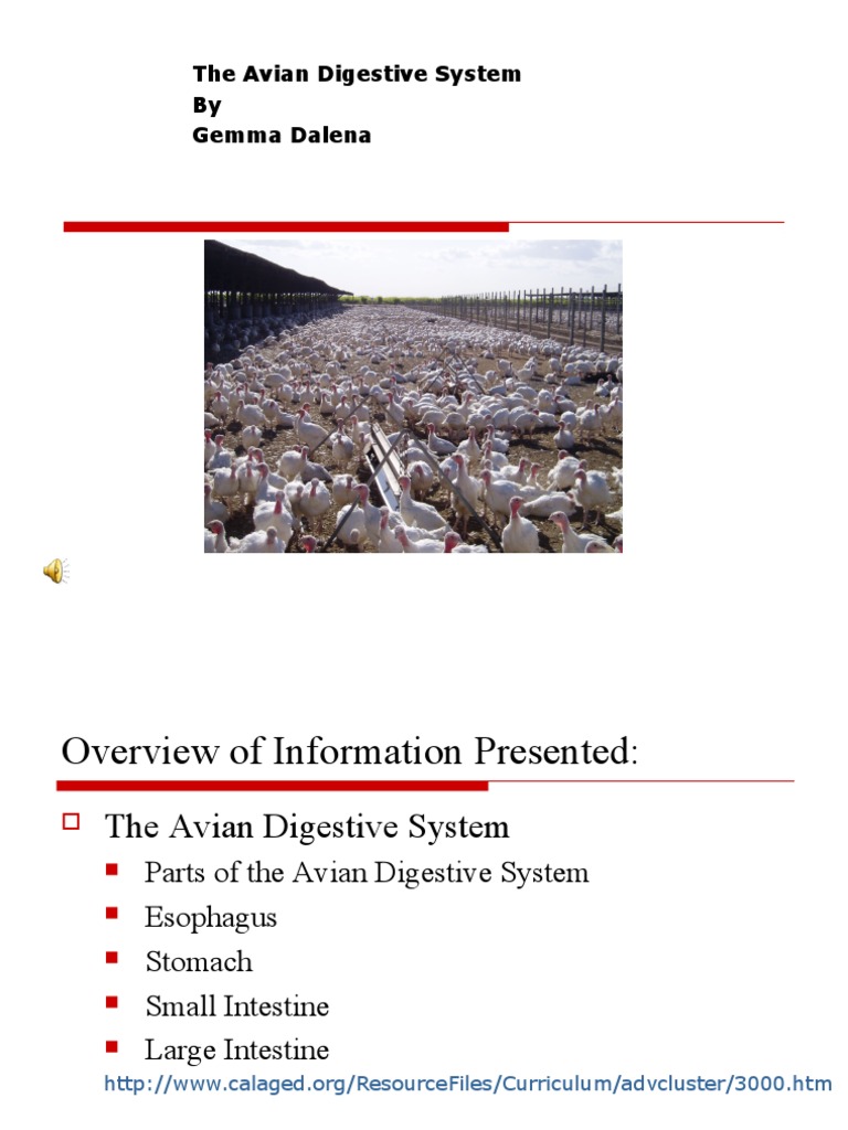 Anatomy and Function of the Avian Digestive System | PDF | Digestion ...