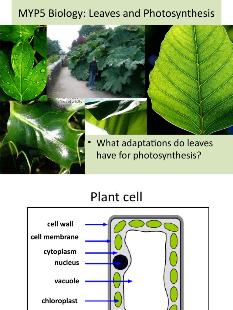 MYP5 Biology: Leaves and Photosynthesis | PDF | Leaf | Photosynthesis
