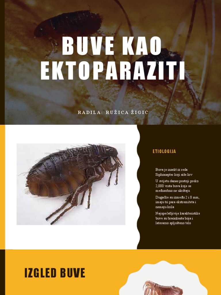 Buve | PDF