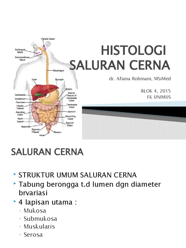 Histologi Saluran Cerna | PDF
