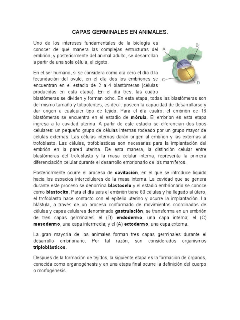 Capas Germinales en Animales | PDF