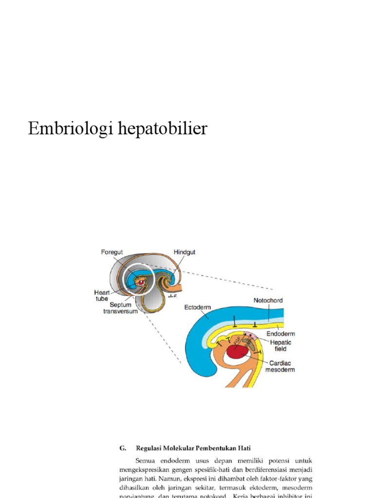 Embriologi Hepatobilier | PDF