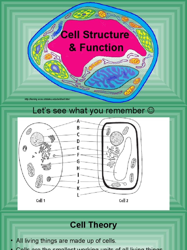 Grade 10 Cell - Structure - Function | PDF | Endoplasmic Reticulum ...