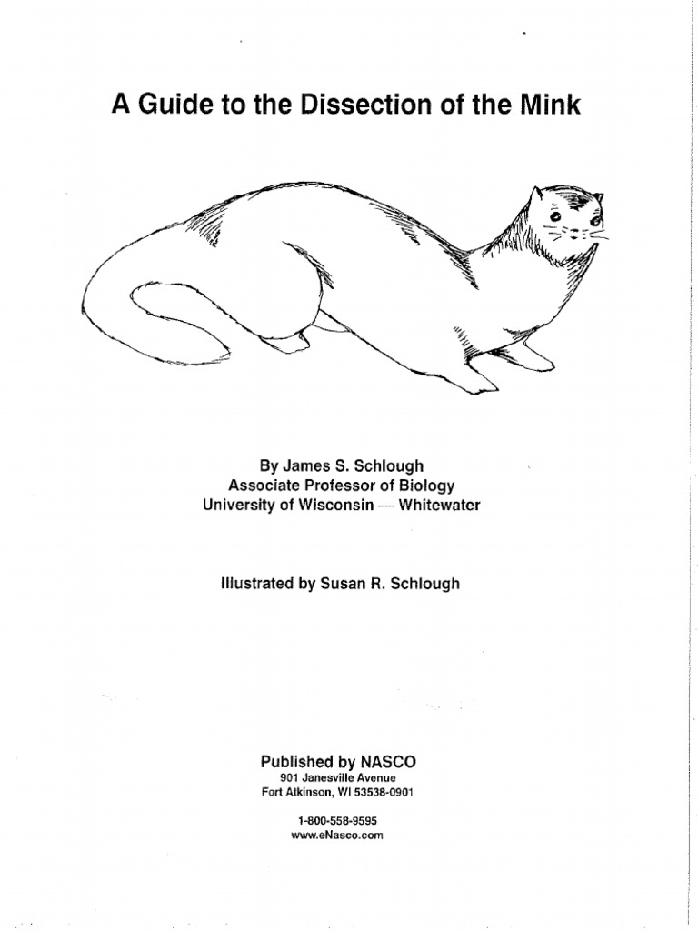 Mink Dissection Guide | PDF