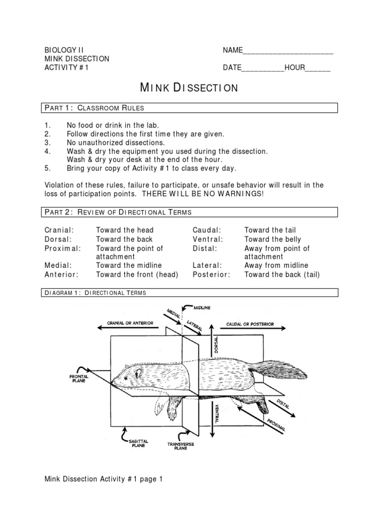 Mink Dissection Guide and Procedures | PDF | Coronary Circulation | Heart