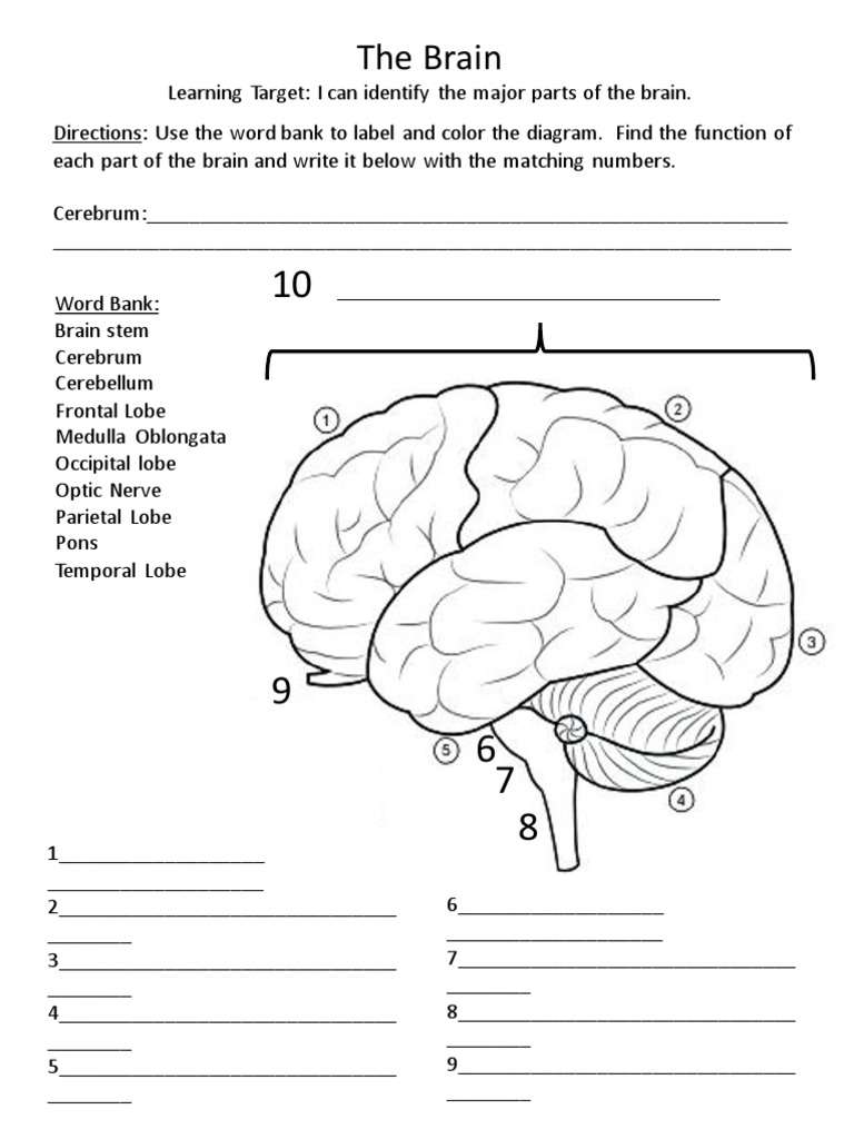 The Brain Diagram | PDF