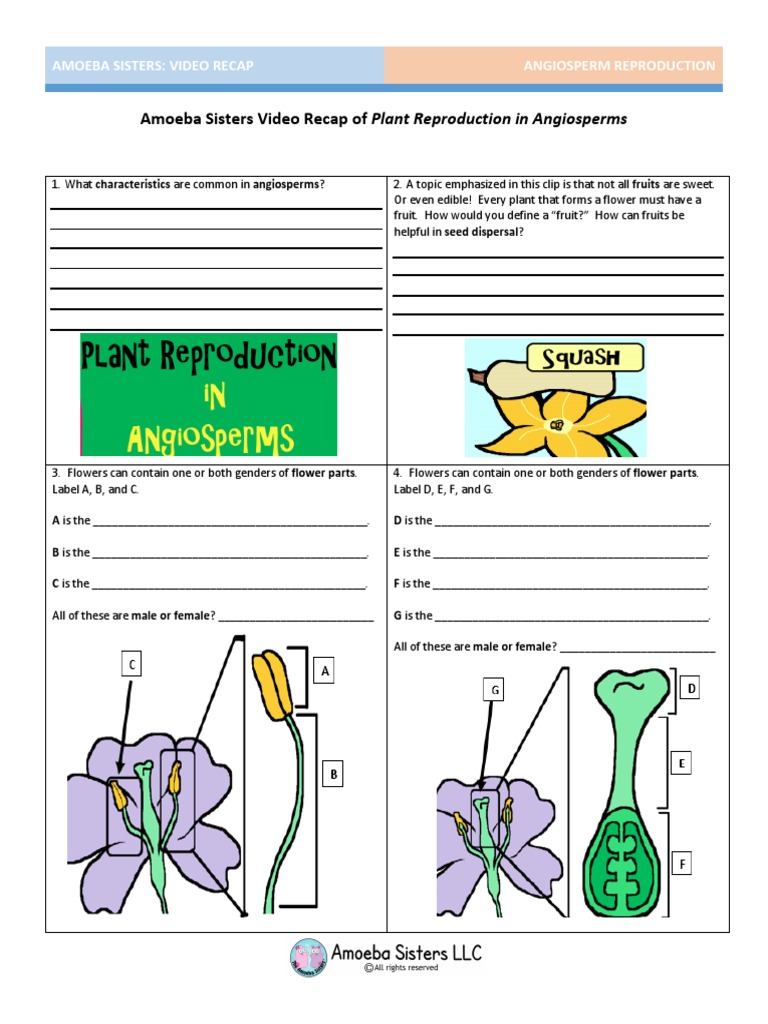 Angiosperm Reproduction Recap Guide | PDF