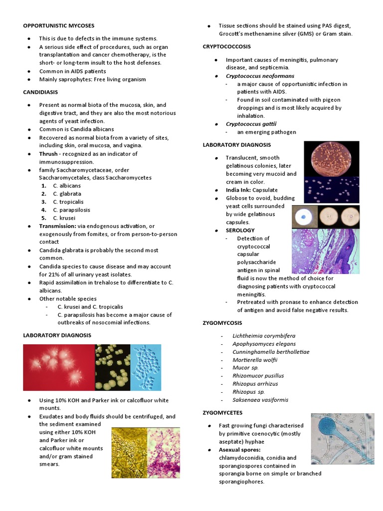Opportunistic Mycoses | PDF | Candida (Fungus) | Aspergillus