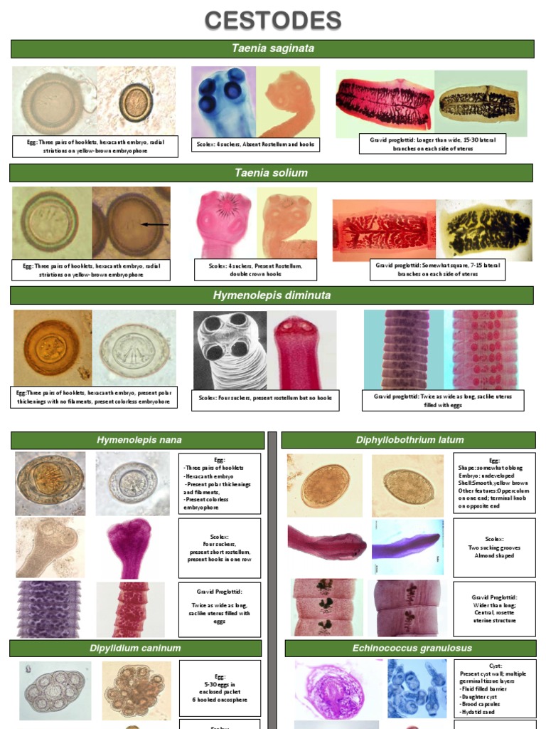 Cestodes Trematodes | PDF | Nature