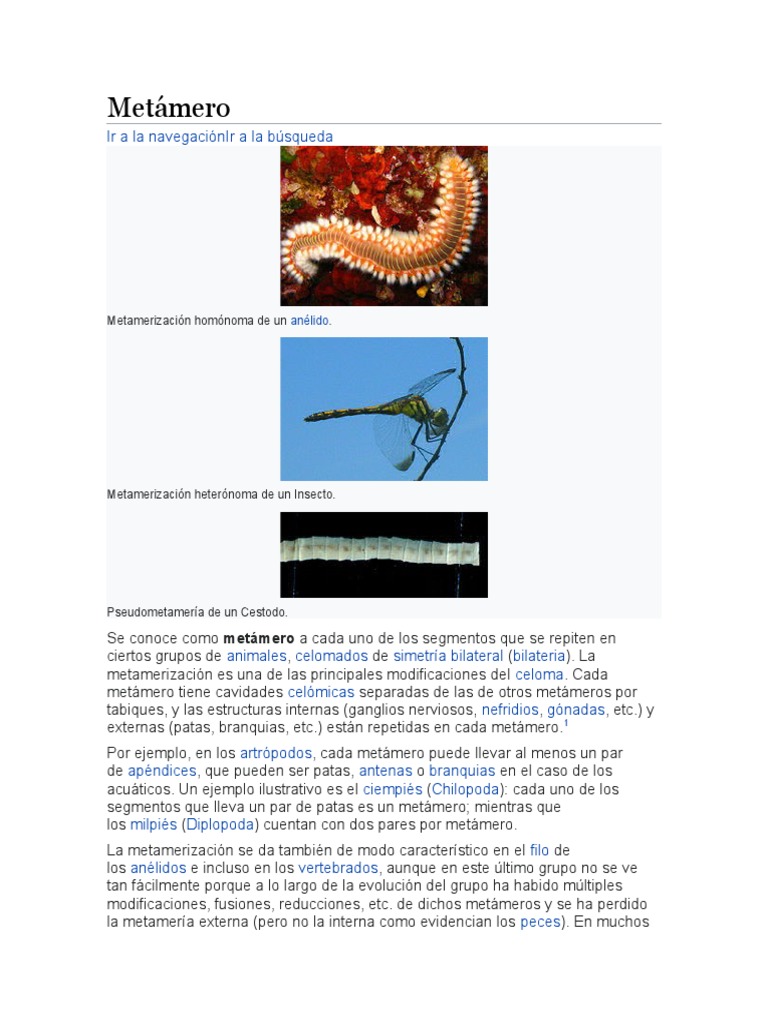 Metámero | Descargar gratis PDF | Protostomas | Biología