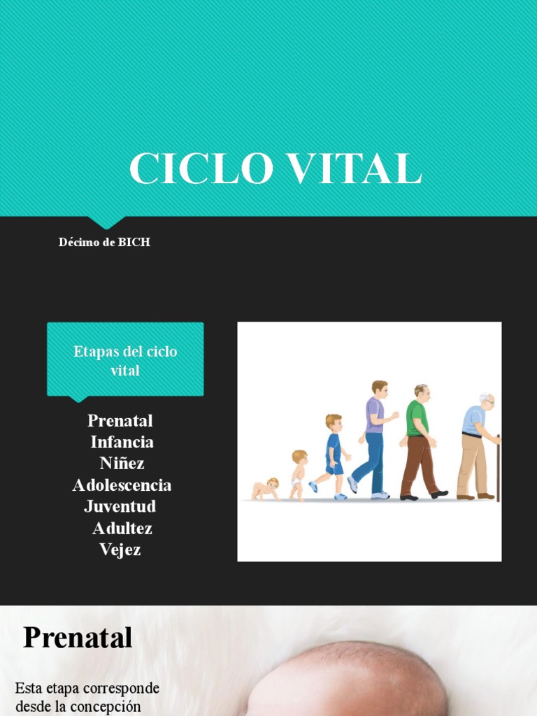 Ciclo Vital Diapositivas | PDF