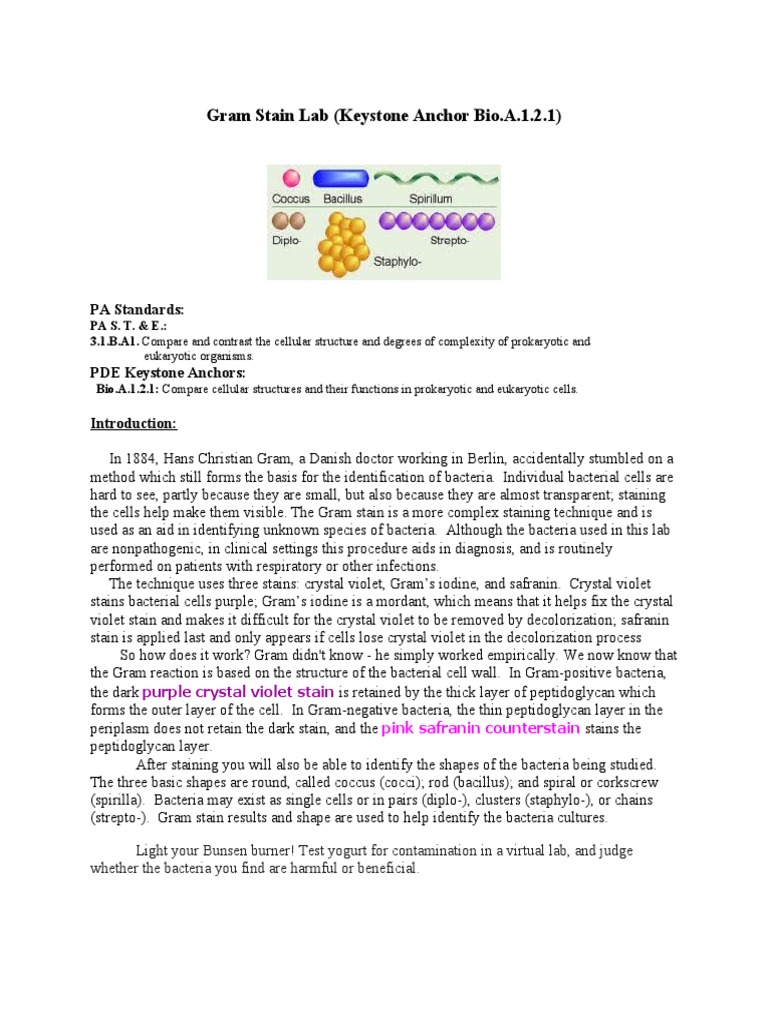 Gram Stain Lab (Keystone Anchor Bio.A.1.2.1) : PA Standards | PDF ...