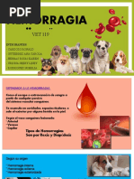 Técnica FAST y AFAST en Veterinaria - Todo Lo Que Debes Saber ...