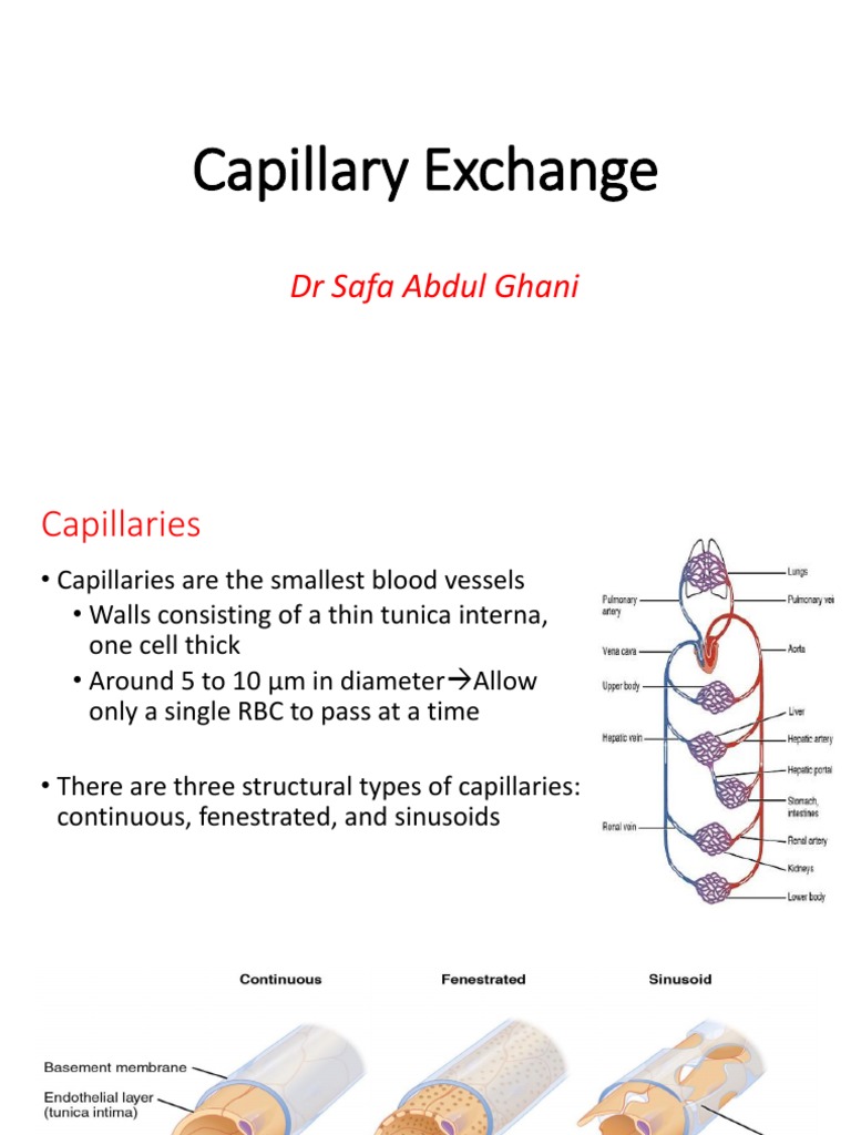 Capillary Exchange Pdf Capillary Lymph