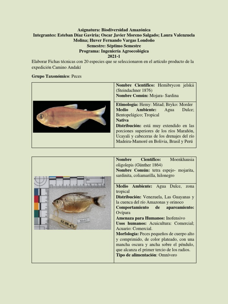 Fichas Grupo Peces Oscar Huver Esteban Laura | PDF | Pescado | Science