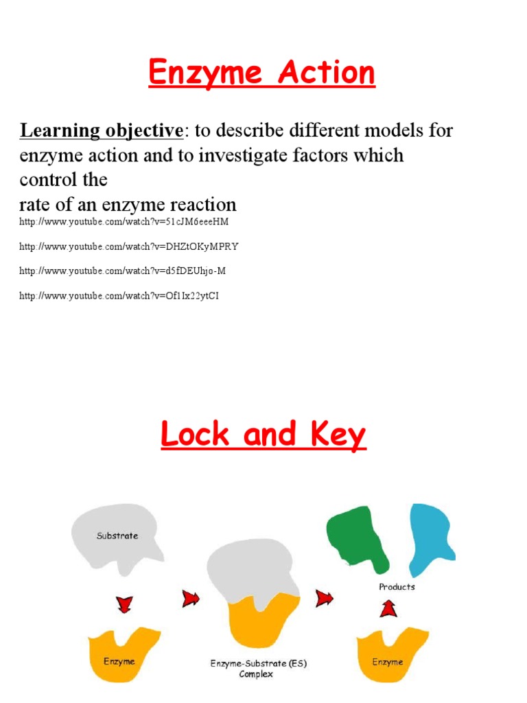 Enzyme Action: Learning Objective: To Describe Different Models For ...