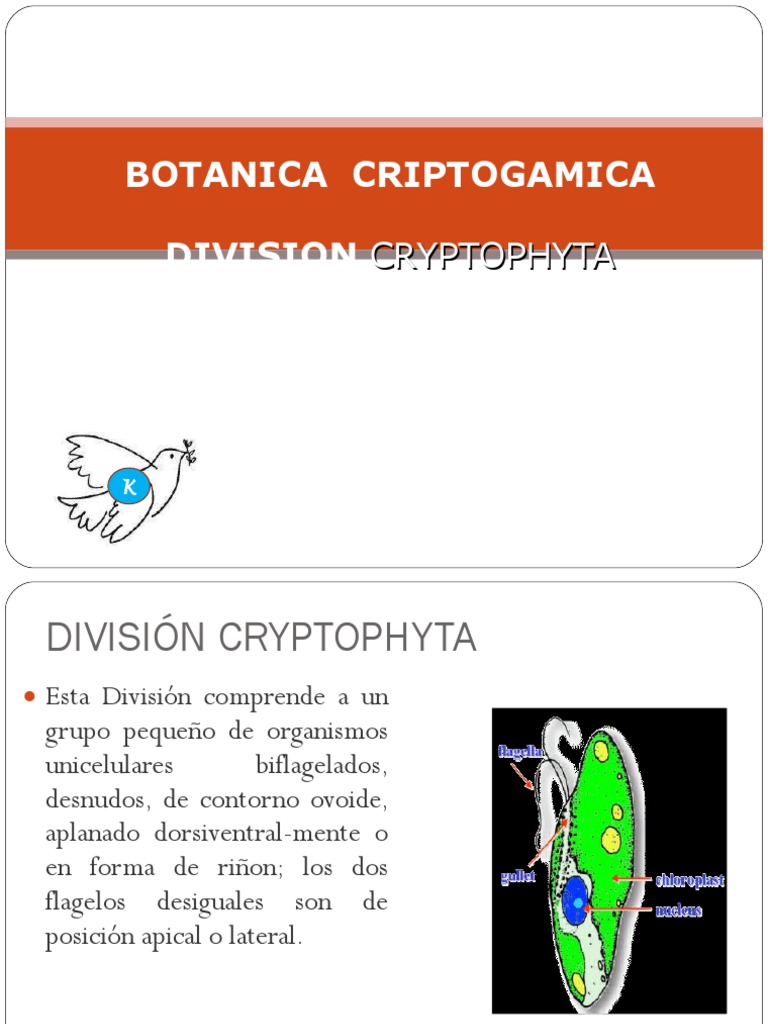 División Cryptophyta: Estructura y Clasificación | PDF | Eucariotas ...