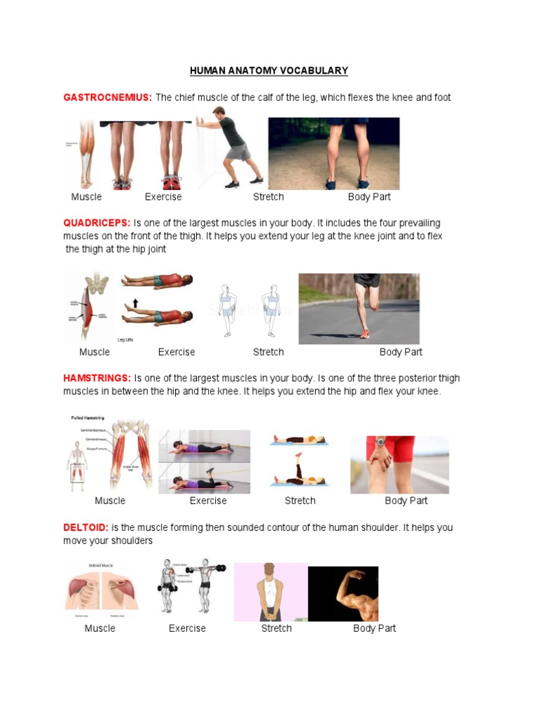 Calf Muscle Anatomy Overview | PDF | Arm | Abdomen