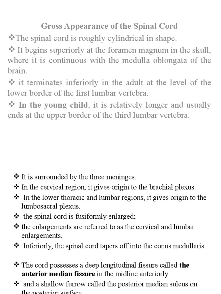 Spinal Cord, Ascending Pathway | PDF | Spinal Cord | Somatosensory System
