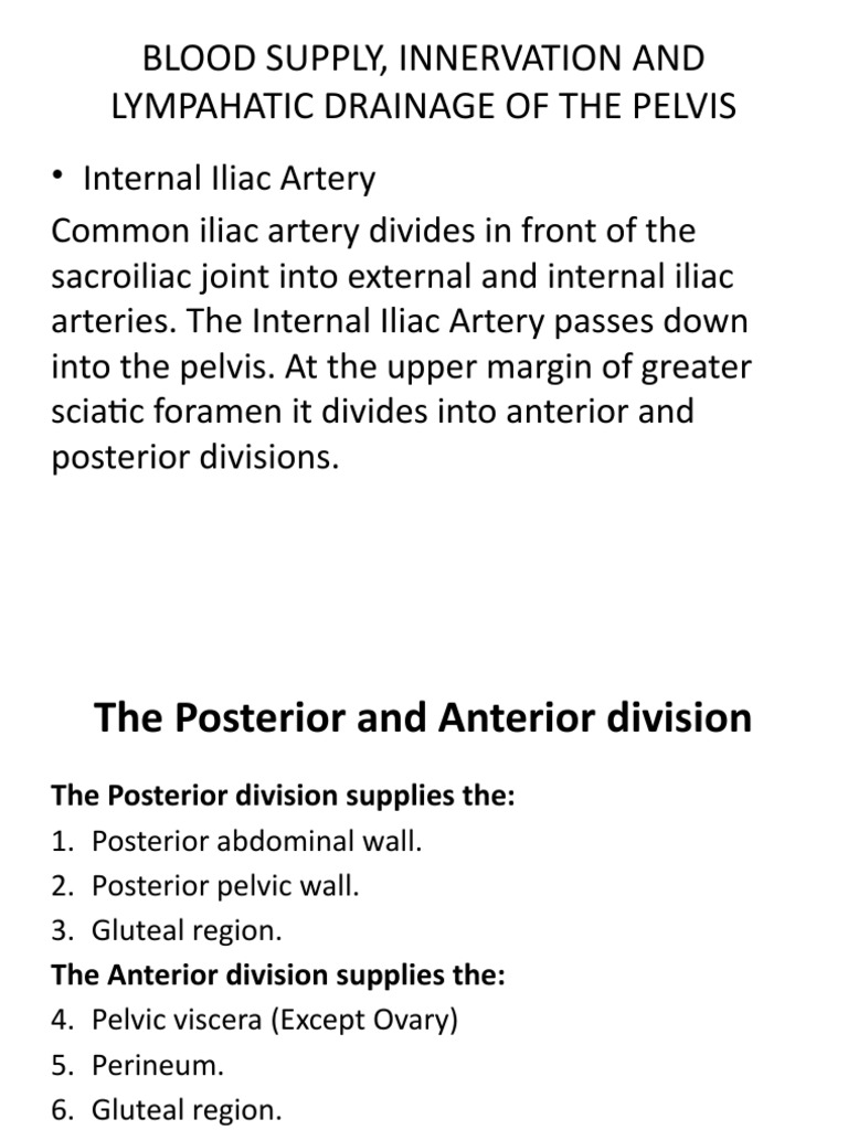 Blood Supply and Innervation of The Pelvis | PDF | Pelvis | Uterus