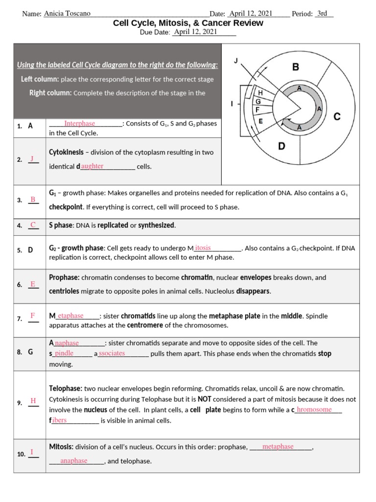 Cell Division And Mitosis Worksheet Cell Cycle Phases And Checkpoints