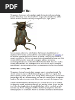 Rat Dissection Lab Guide | PDF | Small Intestine | Gastrointestinal Tract