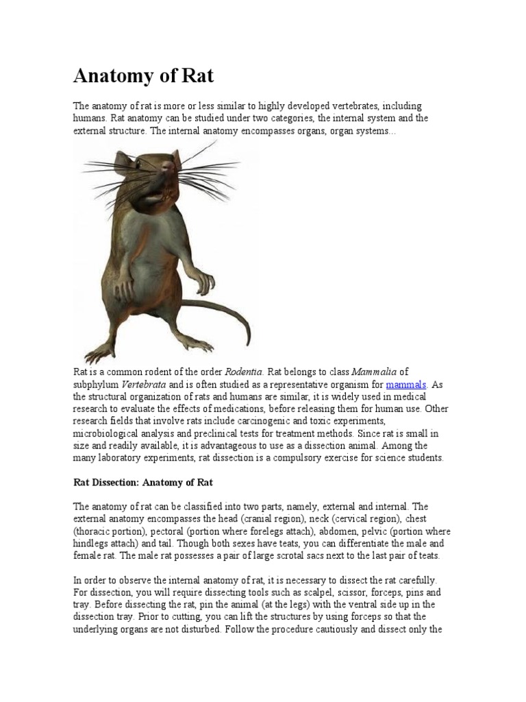 Anatomy of Rat | PDF | Gastrointestinal Tract | Stomach