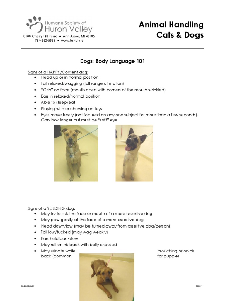 Animal Handling Cats & Dogs | PDF | Zoology | Nature