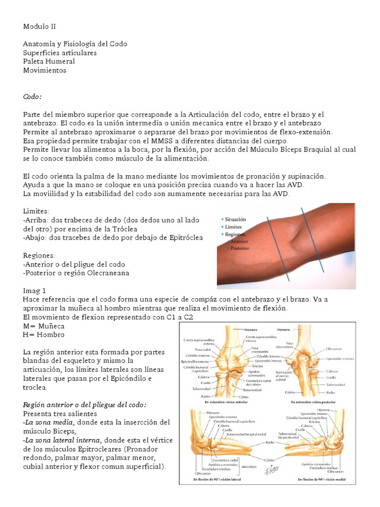 Anatomía y Movimientos del Codo | PDF | Codo | Articulación