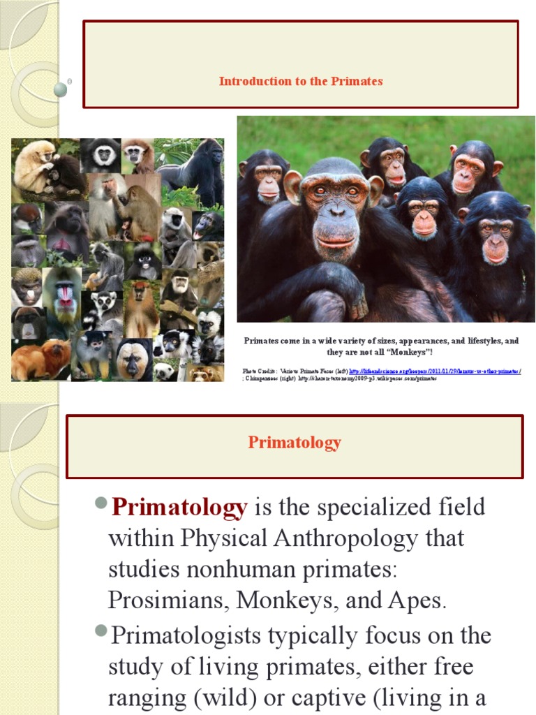 ANT1 OL Module 8 Introduction To The Primates | PDF | Ape | Zoology