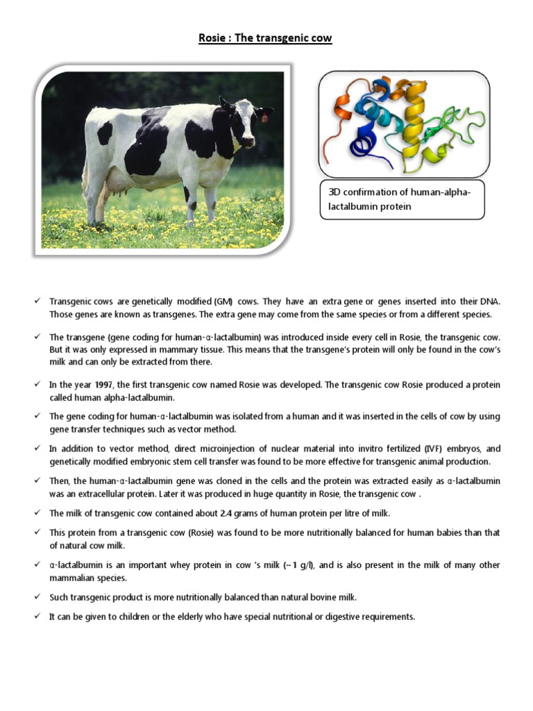 Rosie The Transgenic Cow | PDF