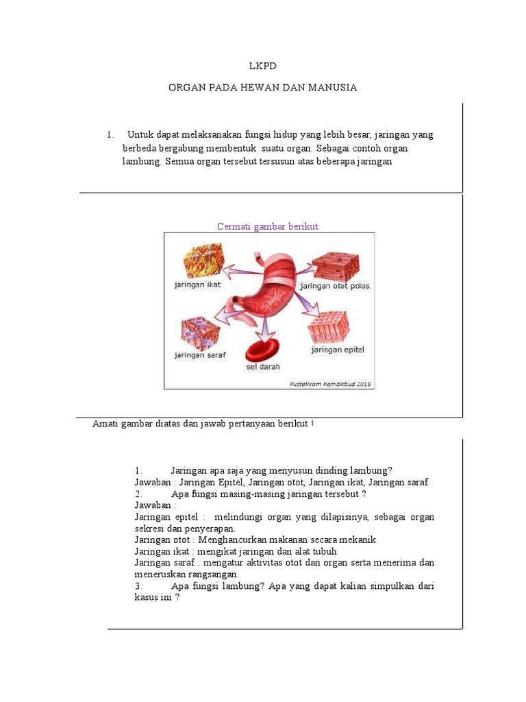 Gaco Kamil 4 C. LKPD Organ Pada Hewan Dan Manusia | PDF