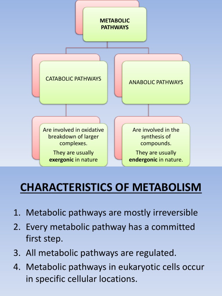 Metabolic Pathways: Catabolic Pathways Anabolic Pathways | PDF ...