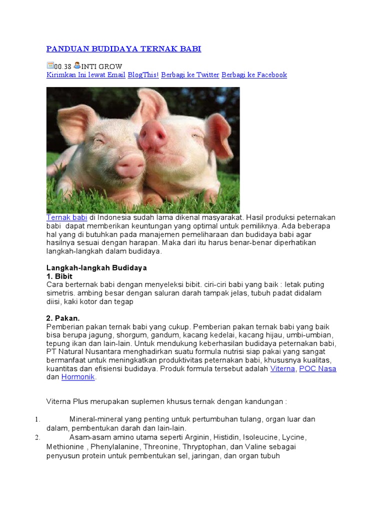 Panduan Budidaya Ternak Babi Pdf