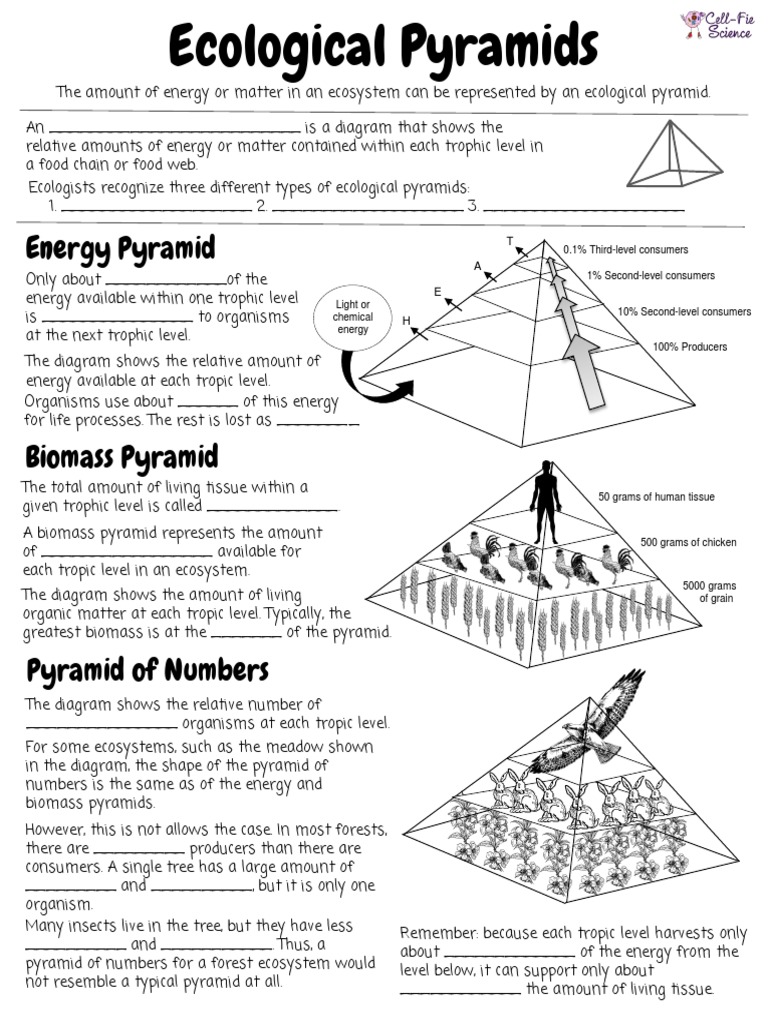 Energy Pyramid Worksheet