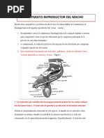 Aparato Reproductor Del Cerdo Hembra y Macho | PDF | Semen | Testículo