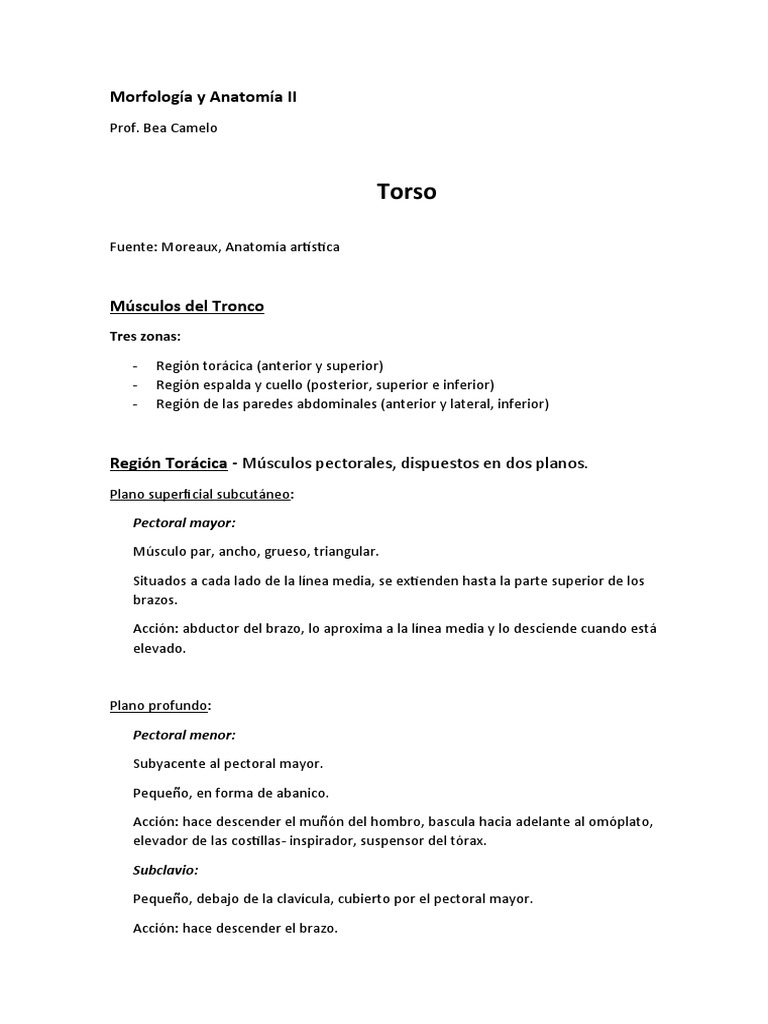 Torso - Morfología y Anatomía II | Descargar gratis PDF | Hombro | Abdomen