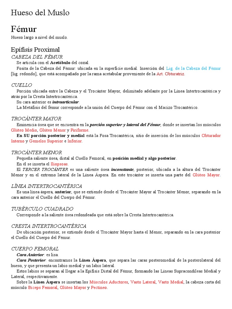 Fémur: Hueso Del Muslo | PDF | Rodilla | Anatomía del miembro inferior