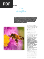 Triptico Insectos | PDF | Insectos | Araña
