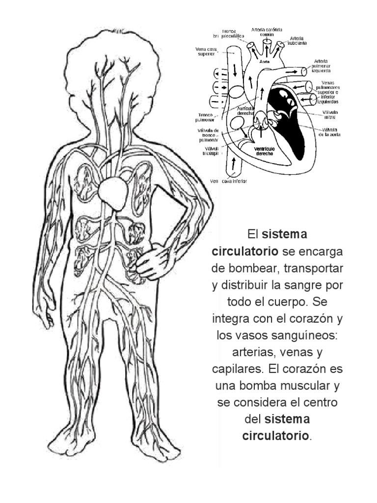 El Sistema Circulatorio | PDF