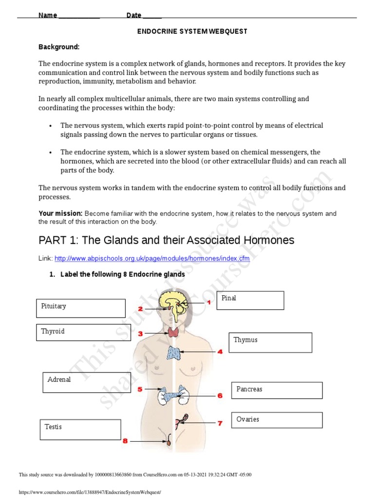 Endocrine System Web Quest | PDF