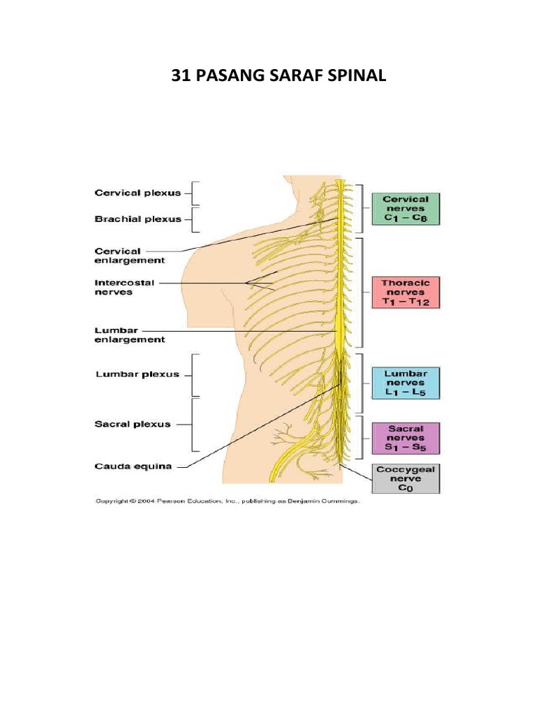 31 Pasang Saraf Spinal | PDF