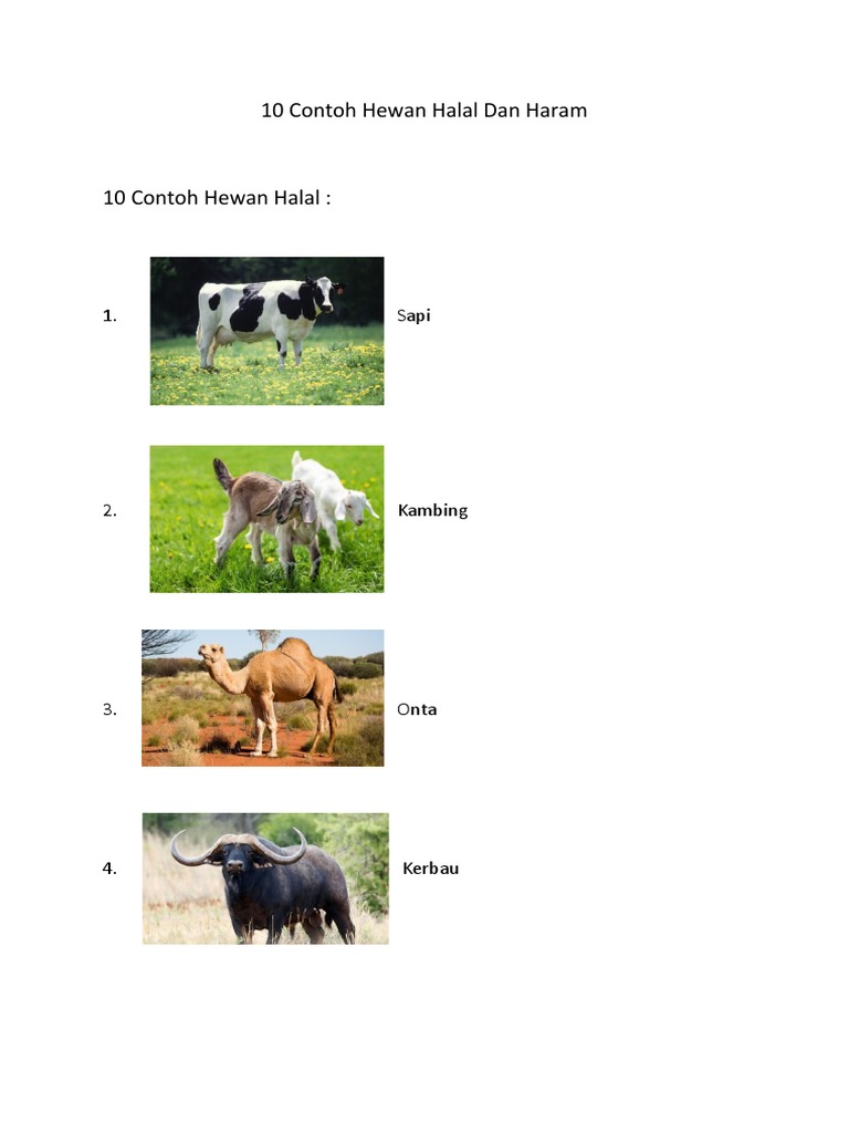 10 Contoh Hewan Halal Dan Haram