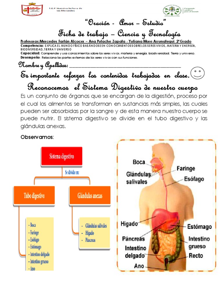 FICHA - CIENCIA - El Sistema Digestivo 14-04-2021 | PDF