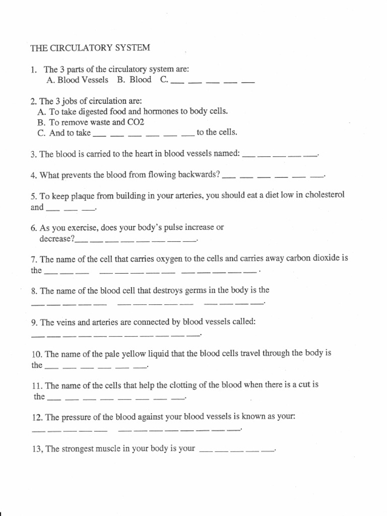 The Circulatory System Worksheet | PDF